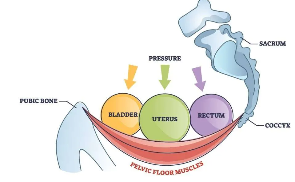 Pelvic Dysfunction- Restoring Pelvic Balance Through Precision Manual ...